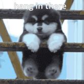 Hang In There  Tumblr