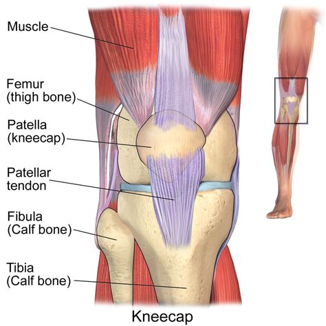 Patella Kneecap Is Not A Weight Bearing Bone