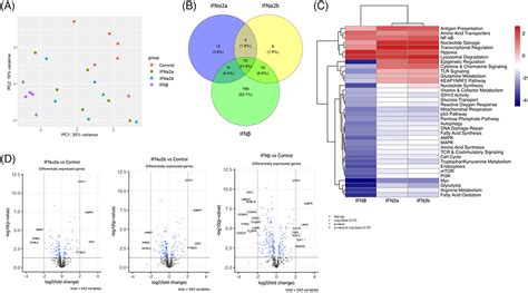 Interferon α And β Induce Differential Transcriptional And Functional
