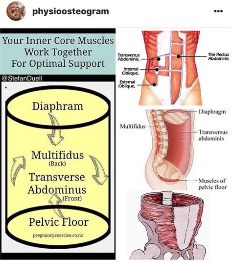 Pin On Diafragma Pelvic Floor Core Muscles Muscle Anatomy