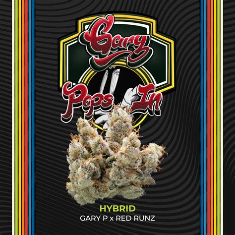 Kush Face Heavy Gas Hybrid With High Thc And Terpenes — Certified Cultivators