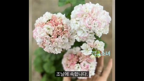 제라늄 품종소개 No1 신상 2종류청순 외모핍스시즌 독점 품종 Youtube