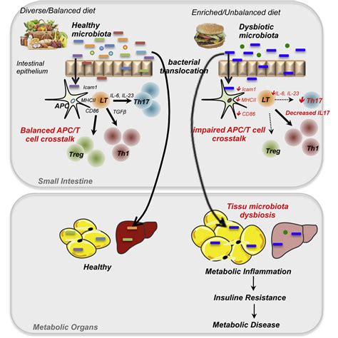 Gut Microbiota And Metabolic Syndrome