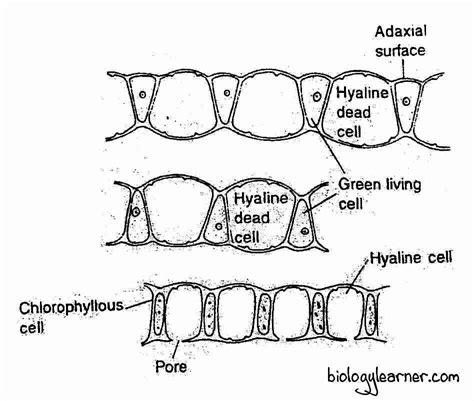 Sphagnum Distribution Structure Reproduction