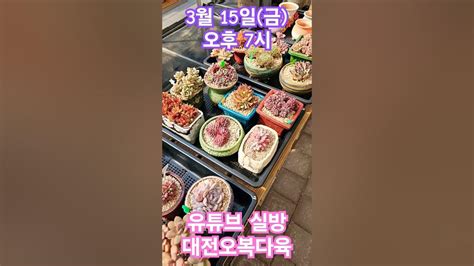 매니아 다육 대박세일💜💛 ️ Youtube