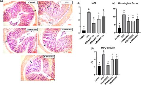 Baa6 Alleviated Dss‐induced Representative Symptoms Of Colitis A He Download Scientific