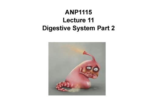 Anp1115 Lecture 11 Digestive System Part 2 Anp Lecture Digestive System Part The Stomach A