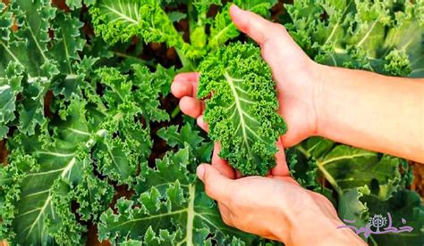 کلم کیل چیست و چگونه باید آن را مصرف کرد؟ انواع، خواص و نحوه مصرف این سبزی مغذی