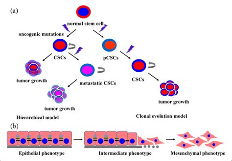 Schematic Illustration Of Cancer Stem Cell Csc Models Of Download Scientific Diagram