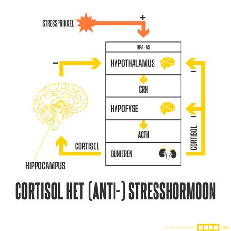 De werking van stresshormoon cortisol op de gezondheid - Kana