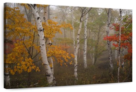 Millwood Pines Alvord Autumn Birch Forest Wayfair