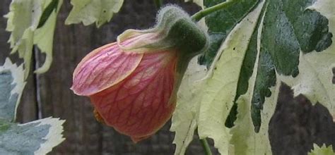 Abutilon Flowering Maple Portland Nursery