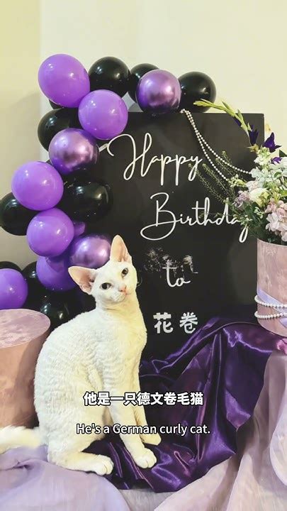 小猫：我老弟！ 新年又开始摸猫头了 猫猫的心思全写在脸上了我和我的猫 谁能拒绝主动爬你怀里的小猫咪呢 它真的好像个小宝宝 Youtube