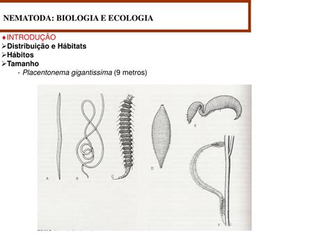 Ppt Filo Nematoda Powerpoint Presentation Free Download Id6050467