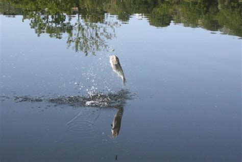 Twaite Shad Irish Species Identification Specimen Fish Record Fish