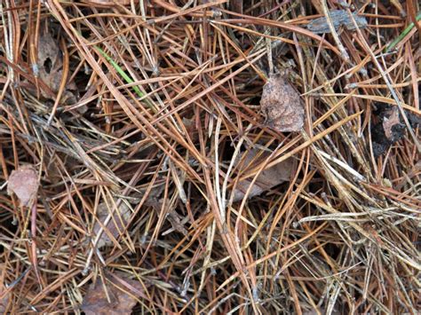 Are Pine Needles Good Mulch For Garlic At Scott Lanier Blog