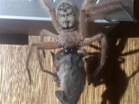 Giant Huntsman Spider Size Comparison