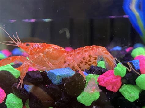 Mexican Dwarf Crayfish Pregnant Rcrayfish