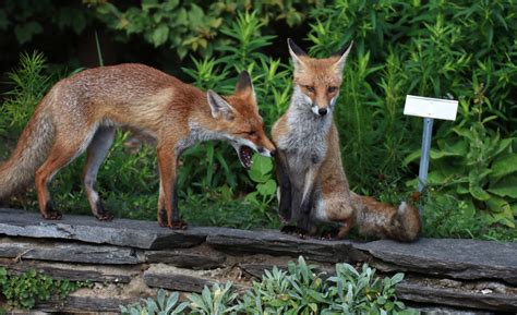 Komm Her Ich Beiß Dich Foto And Bild Tiere Wildlife Landschaft