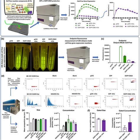 Cell‐free Extracellular Vesicle Engineering Strategies And Future