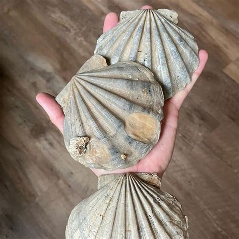 ecfossils logan on instagram giving the rest of these fossilized