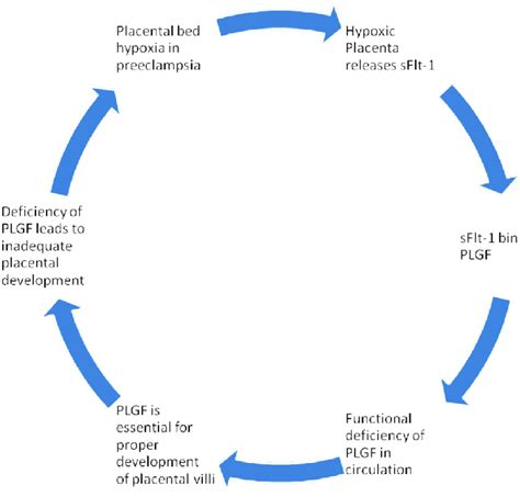 Low Plgf Levels And Placental Hypoxia Occurring In A Vicious Cycle 1