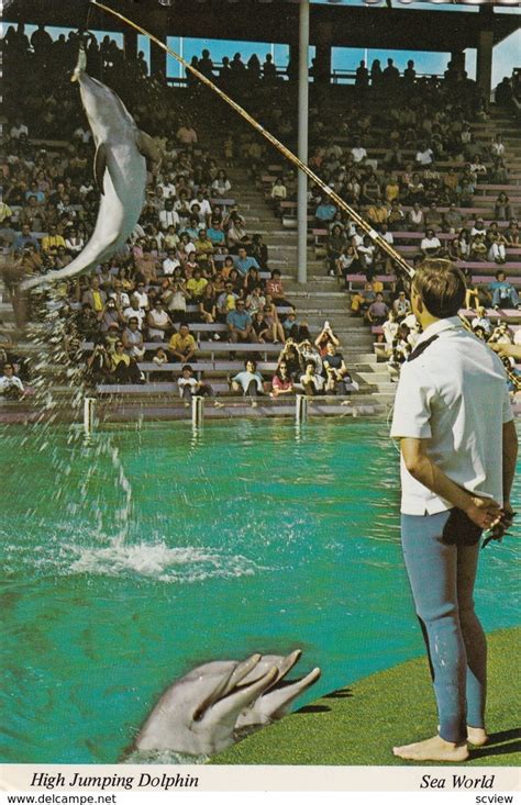 San Diego California 1950 60s Sea World High Jumping Dolphins