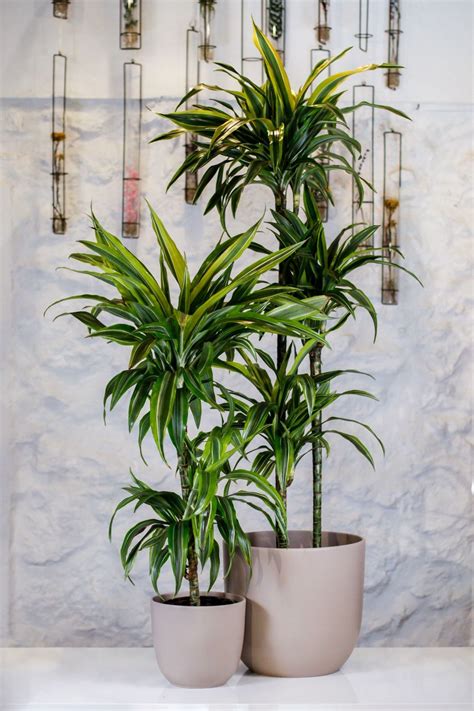 Dracaena Lemon Art Dhorta