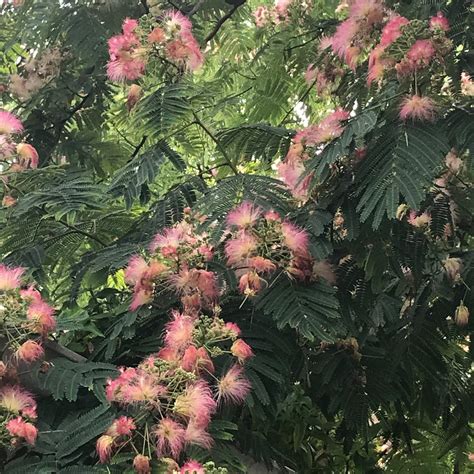 What Are Those Fuzzy Pink Things How To Harvest And Use Mimosa Tree Flowers Natural History