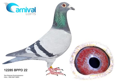 Lot 44 Carnival One Day Lofts Hendrik And Daniel Moller Bppd 22 12285 Sire Za Bdud 20 197 4e