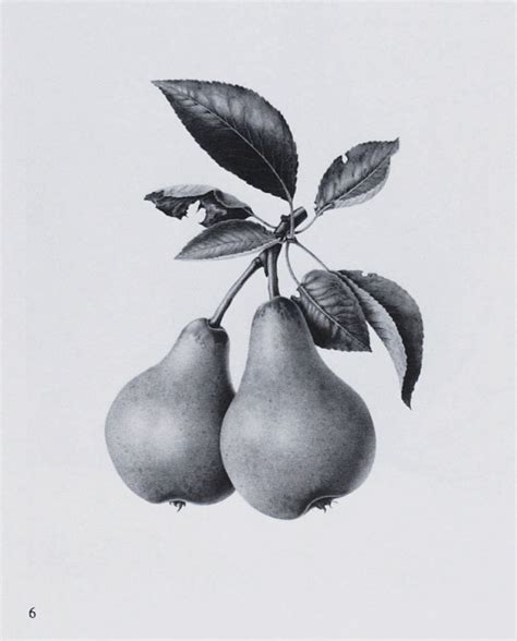 Blaxill Susannah Catalogue Of The International Exhibition Of Botanical Art And Illustration