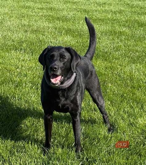 How To Prevent Duplicate Responses In Microsoft Forms