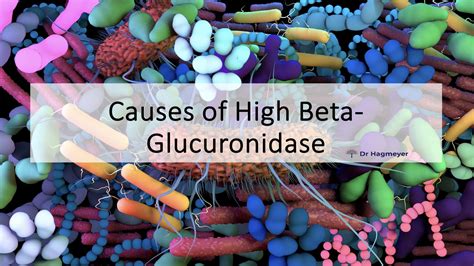 High Beta Glucuronidase Stool Lab Test Explained Abnormal Levels On