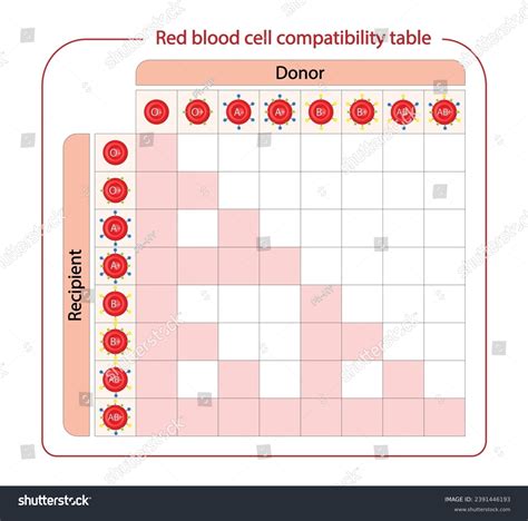 Abo Blood Compatibility Chart Blood Donation Stock Vector Royalty Free