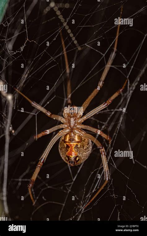 Female Adult Brown Widow Spider Of The Species Latrodectus Geometricus