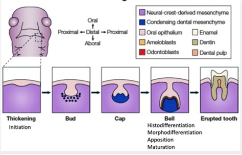 Tooth Development Flashcards Quizlet