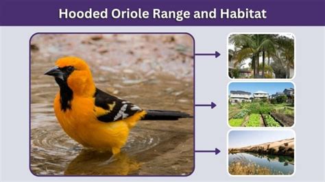 Hooded Oriole Identification Habitat Food And Nesting