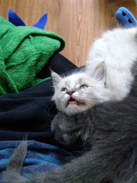 Weird Kitten Ranimalsbeingstrange