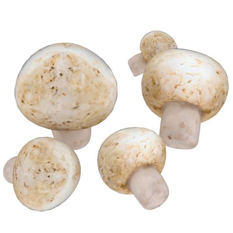 3ds Agaricus Campester