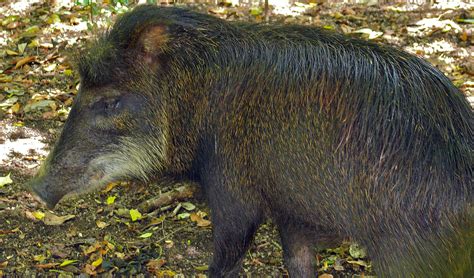 White Lipped Peccary Facts Distribution And Population Biodb