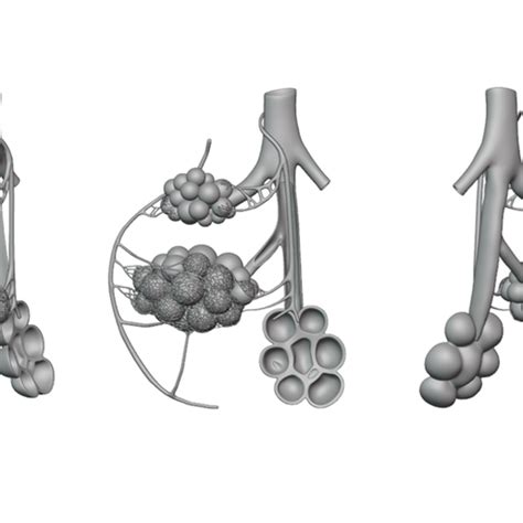 3d File Bronchioles And Alveoli Anatomy 🫁 ・model To Download And 3d
