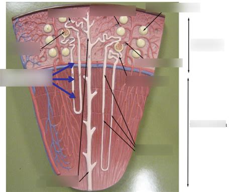 Short Loop Nephron Diagram Quizlet