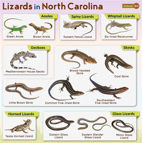Eastern Glass Lizard Facts Habitat Diet And Pictures