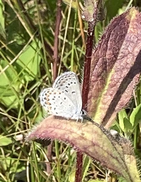Karner Blue In August 2023 By Jen Peck · Inaturalist
