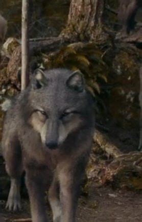 Paul Lahote Wolf Jacob Black Animais Twilight Saga