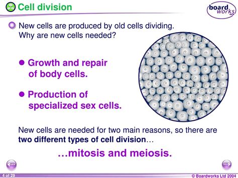 Ppt Ks4 Biology Powerpoint Presentation Free Download Id 808746