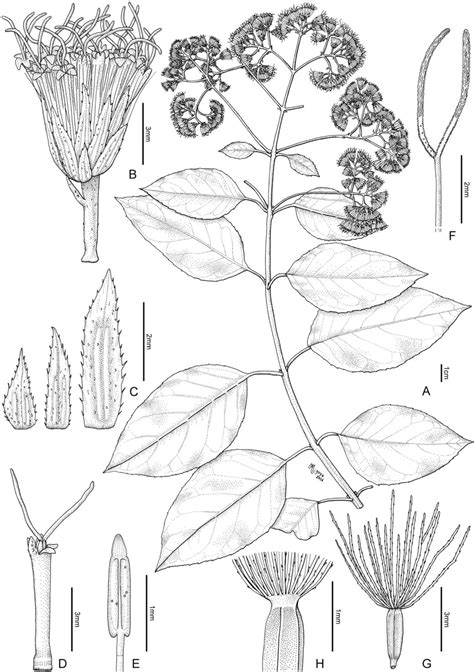 Flora De Puerto Rico Ilustrada Papo Vives Asteraceae Eupatorieae