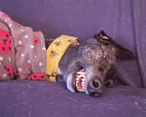 Devil Possessed R Greyhounds