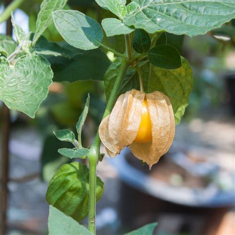 Stages Of Physalis Peruviana