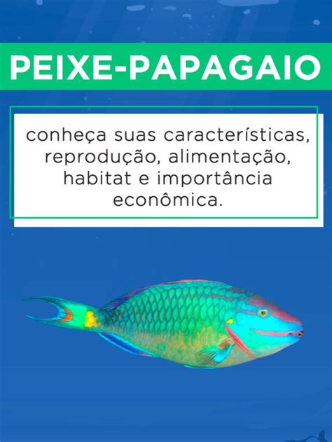 Peixe Papagaio Características Reprodução Alimentação Habitat E
